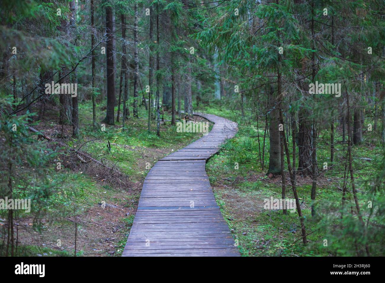 Eco path wooden walkway in Komarovo Shore, Komarovsky Bereg Natural ...