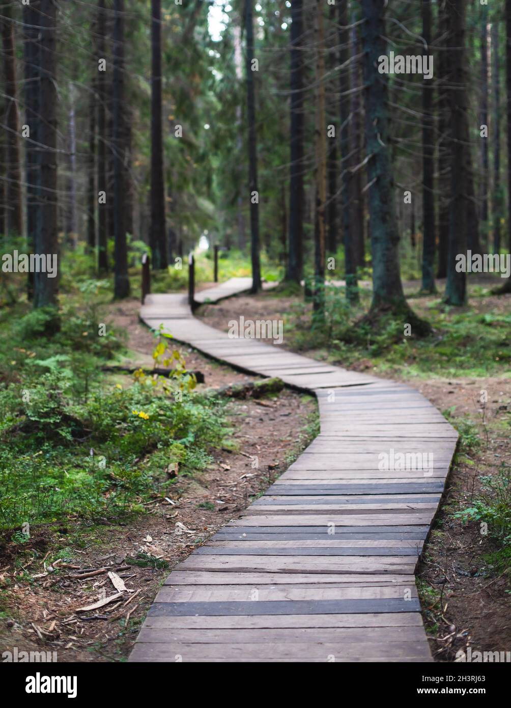 Eco path wooden walkway in Komarovo Shore, Komarovsky Bereg Natural ...
