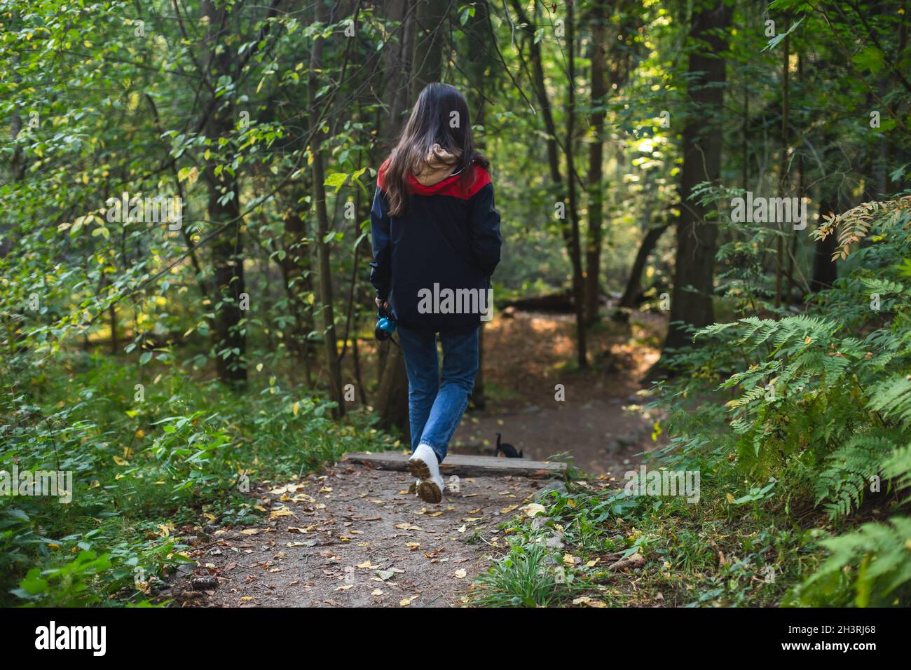Eco path wooden walkway in Komarovo Shore, Komarovsky Bereg Natural ...