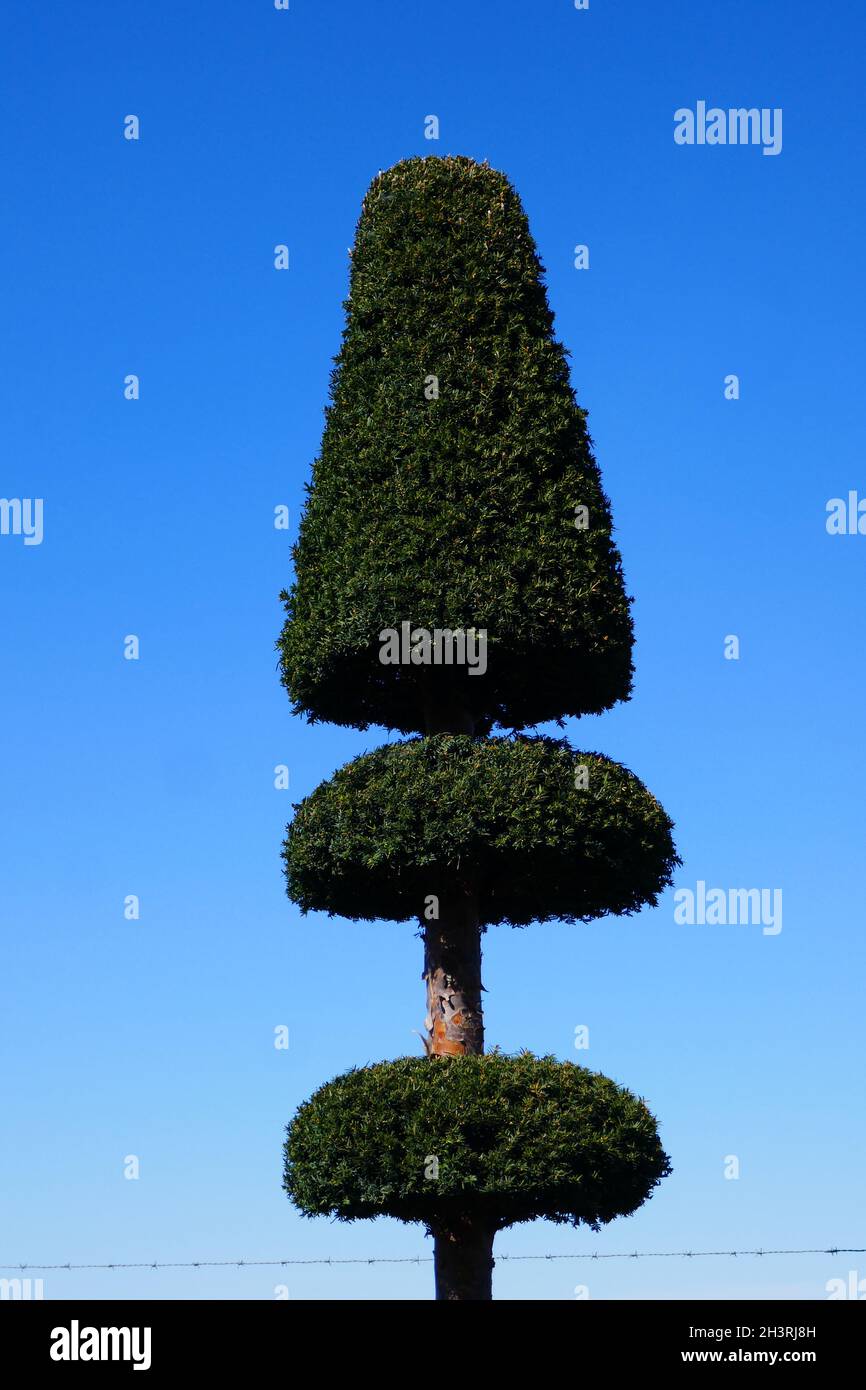 Topiary as an art form hi-res stock photography and images - Alamy