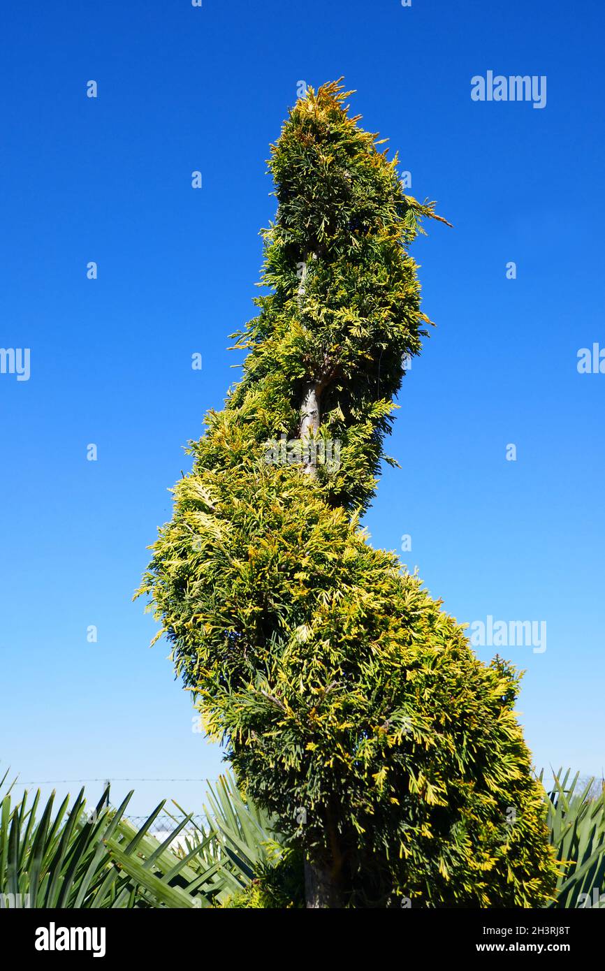 Topiary as an art form hi-res stock photography and images - Alamy