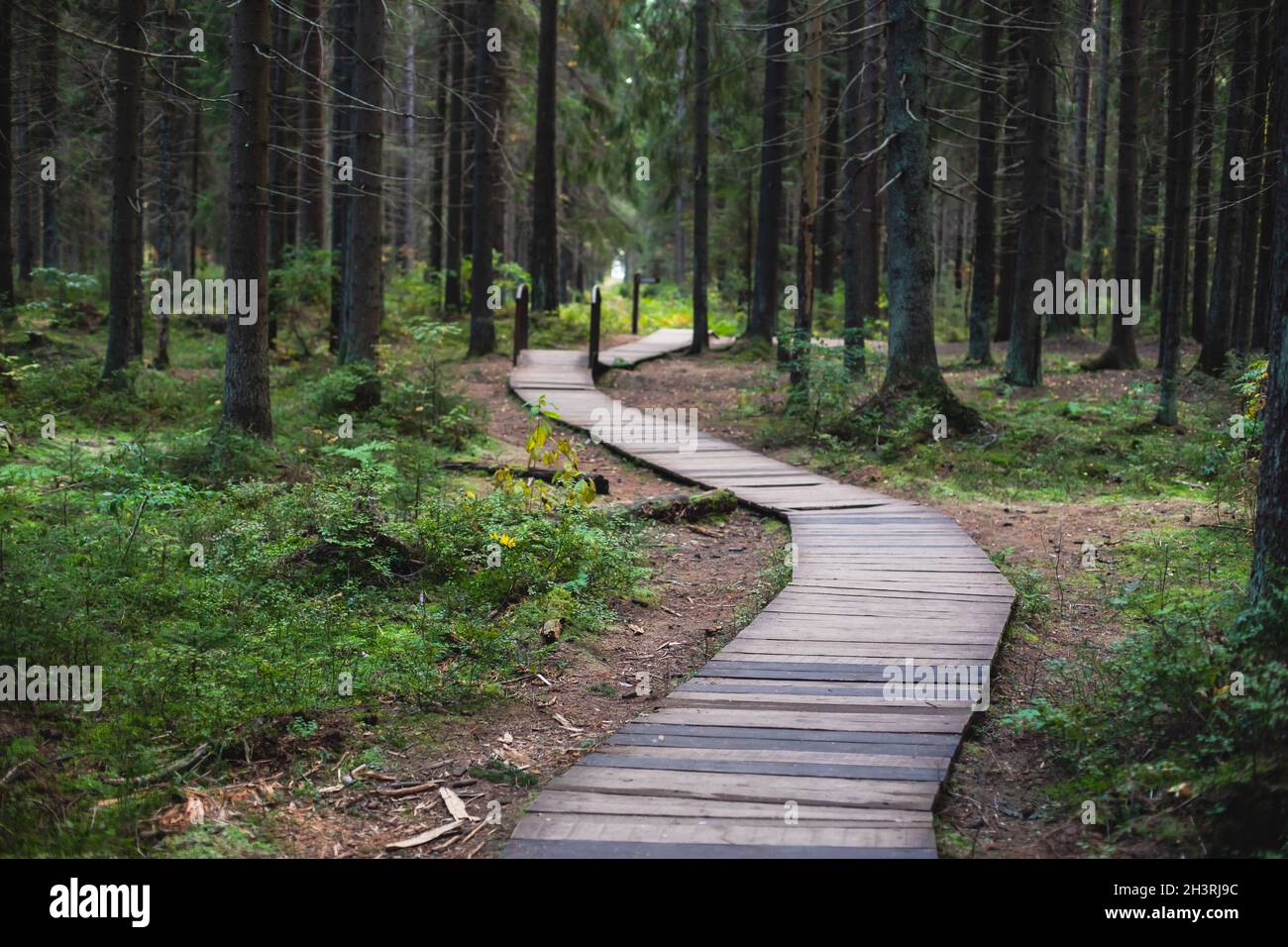 Eco path wooden walkway in Komarovo Shore, Komarovsky Bereg Natural ...