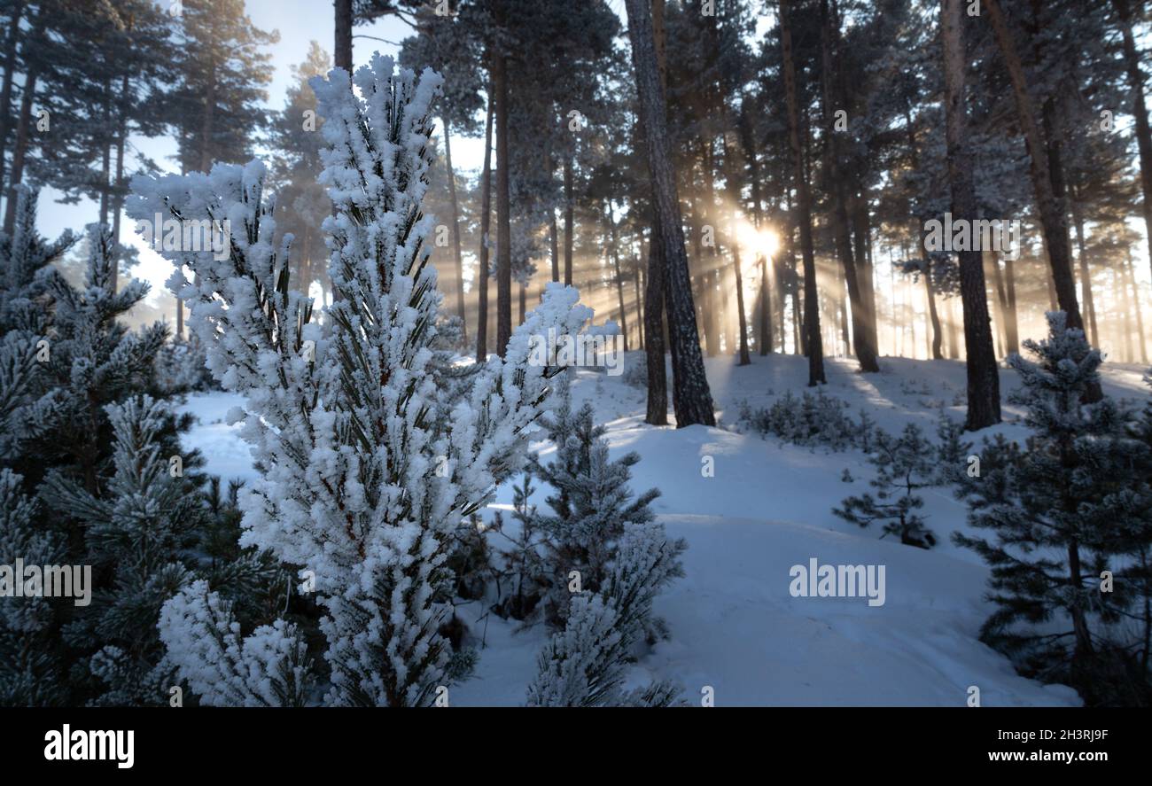 Frozen pine tree branches after frost in Sarıkamış forests. In the ...