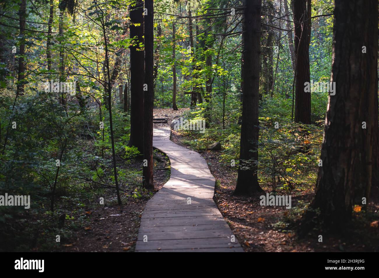 Eco path wooden walkway in Komarovo Shore, Komarovsky Bereg Natural ...