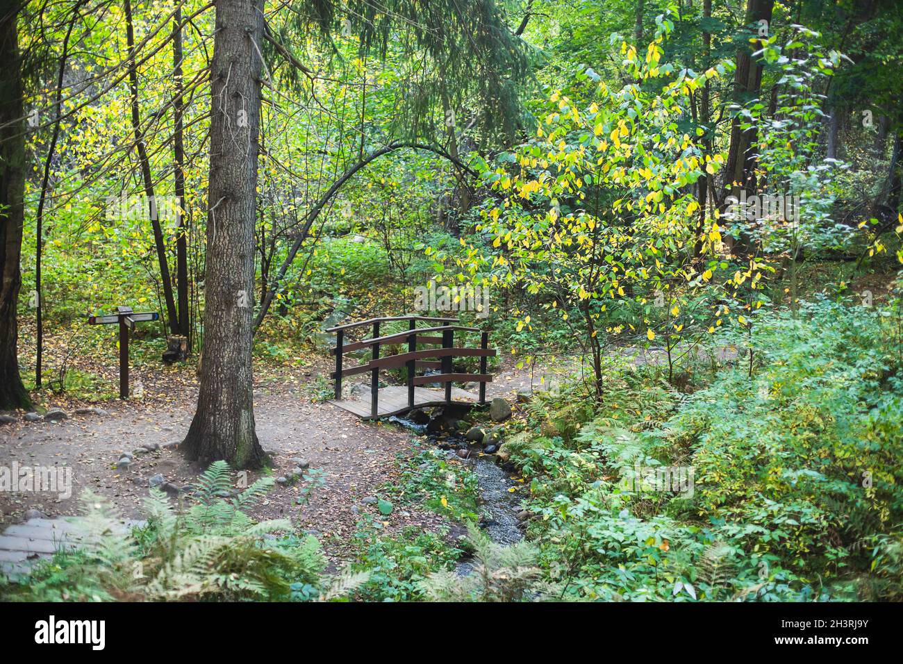 Eco path wooden walkway in Komarovo Shore, Komarovsky Bereg Natural ...