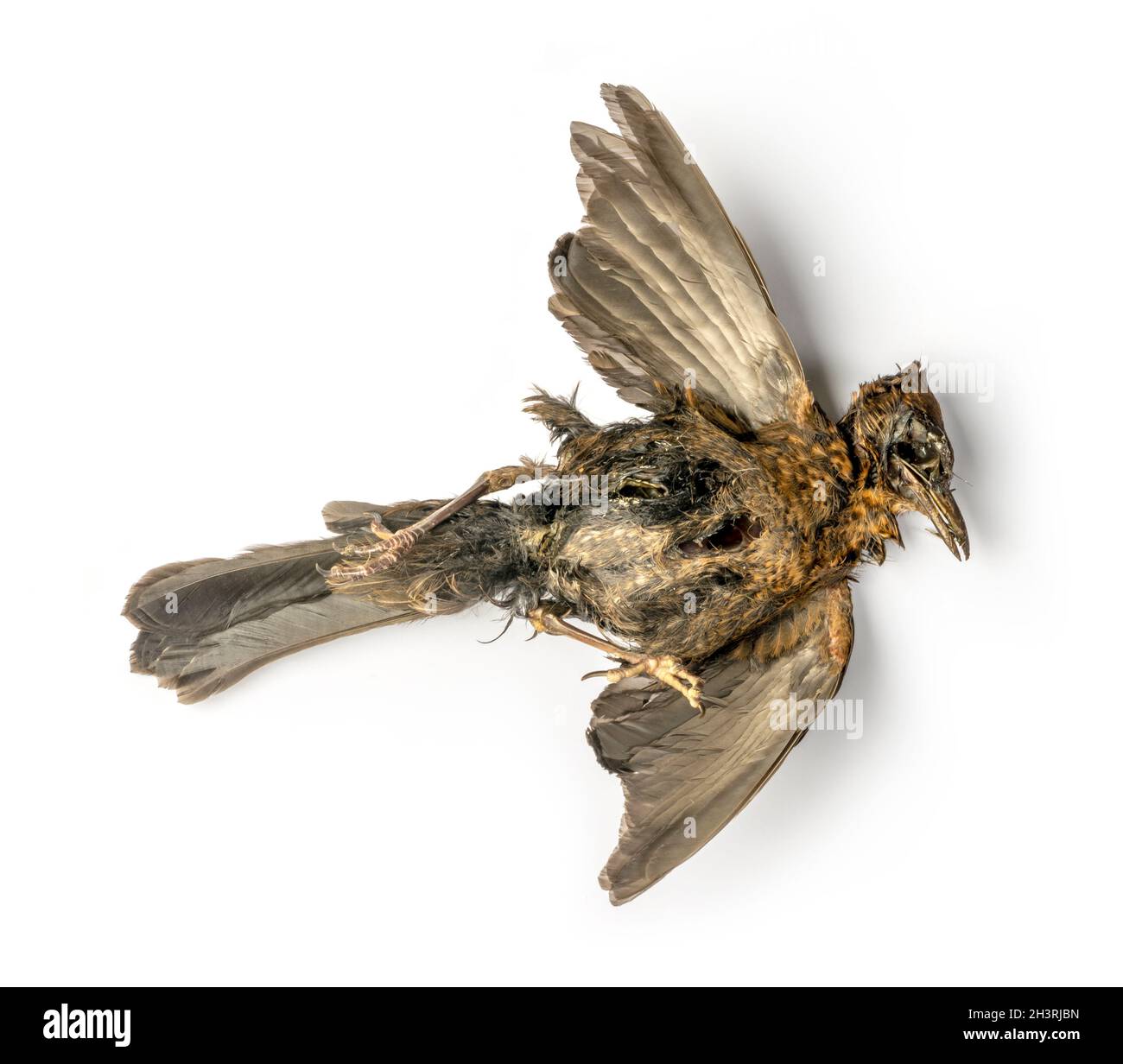 Dead common blackbird on white ground with shadow Stock Photo - Alamy