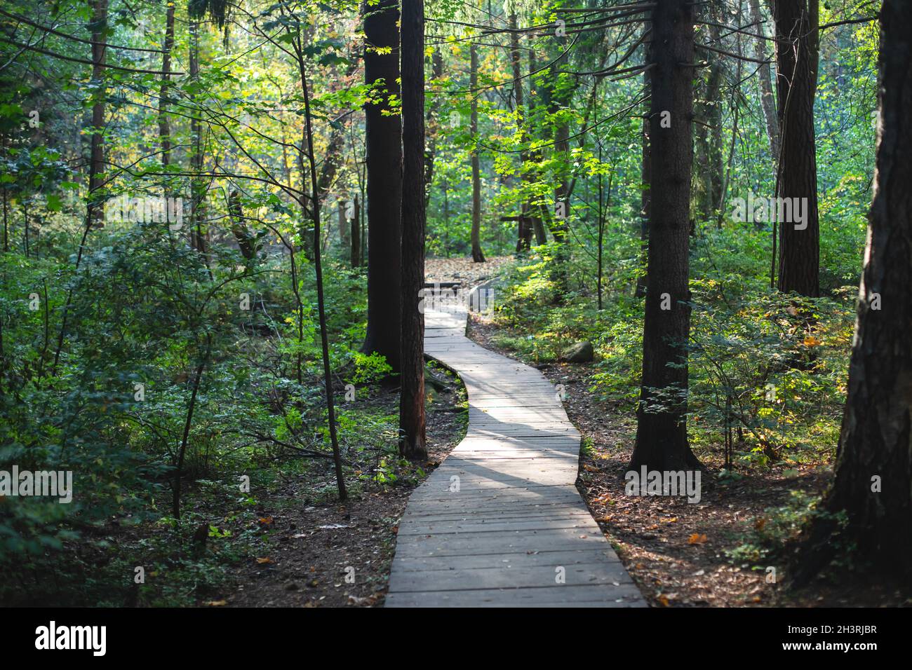 Eco path wooden walkway in Komarovo Shore, Komarovsky Bereg Natural ...