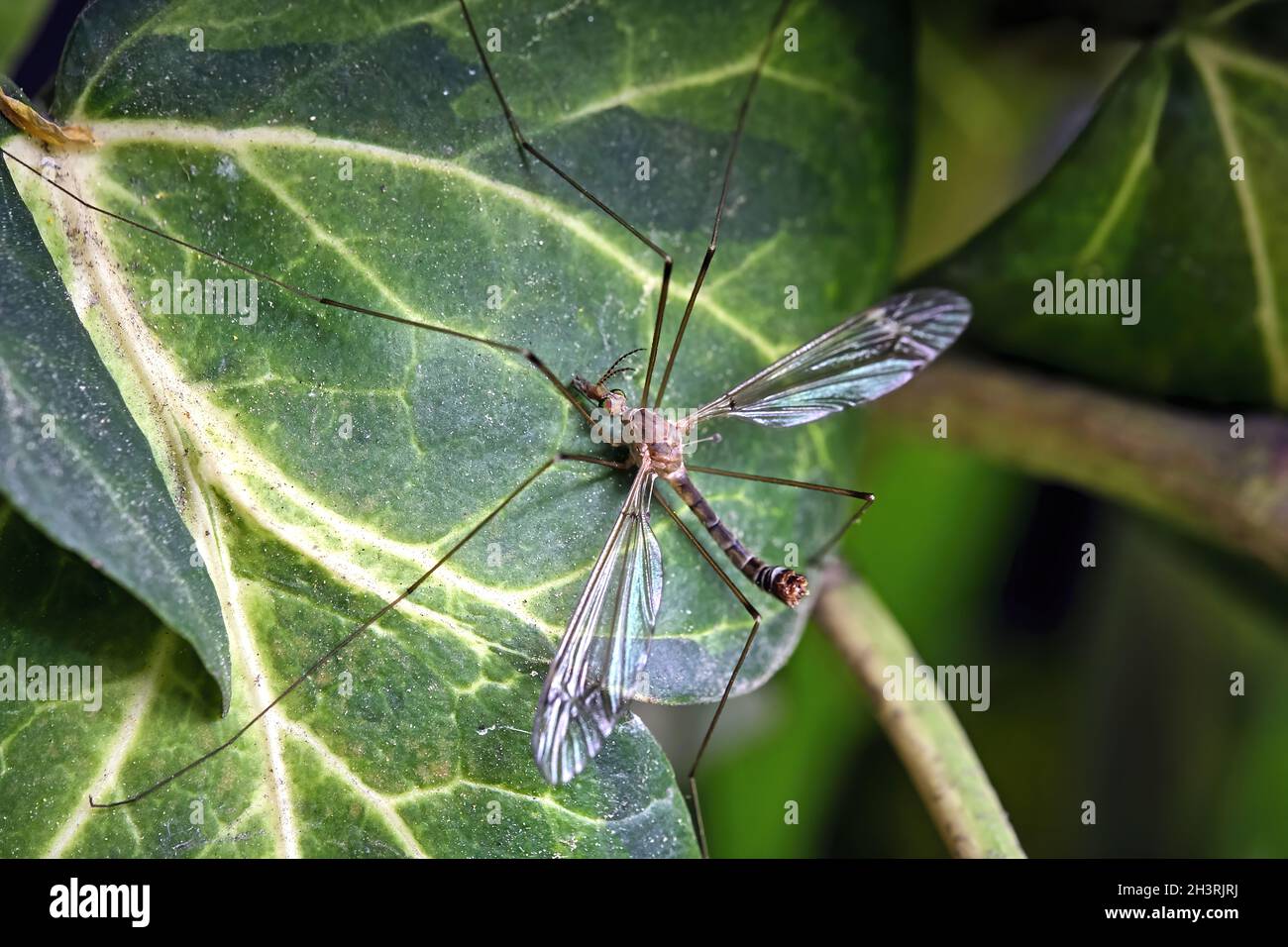 Schnake hi-res stock photography and images - Alamy