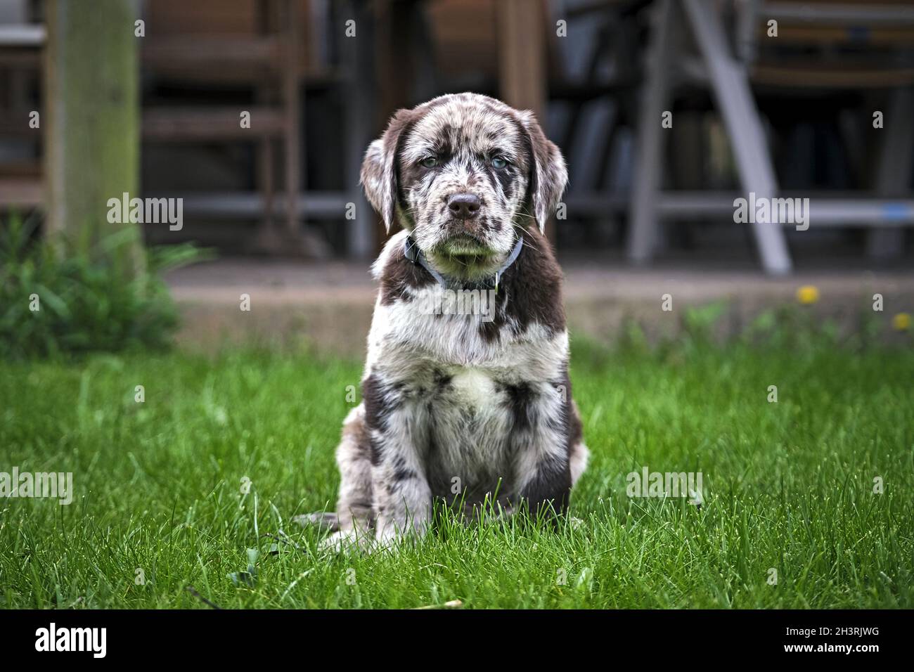 Spotted labrador retriever puppy hi-res stock photography and images ...