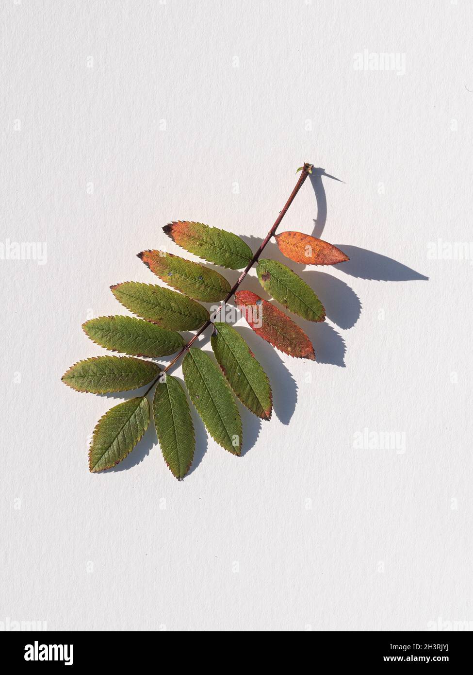 A close up of a single side lit rowan leaf against a clear white ...