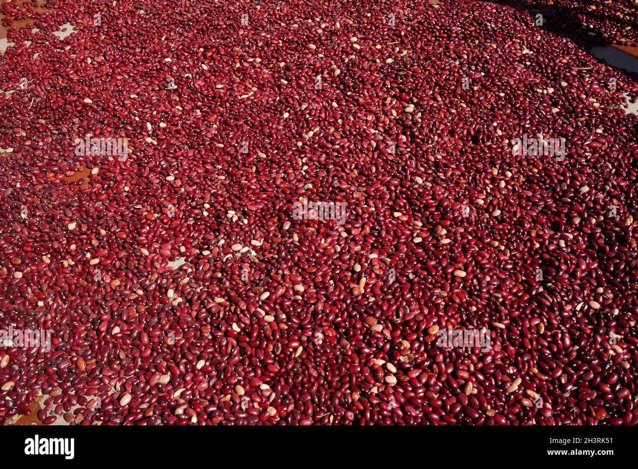 Drying red beans hi-res stock photography and images - Alamy