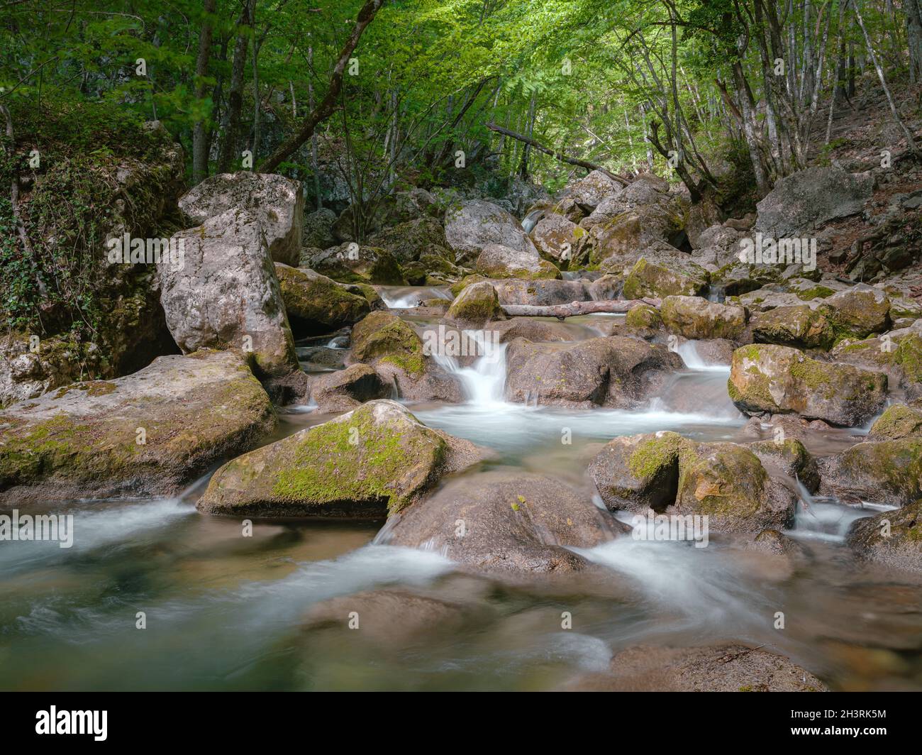 small river deep in the green woods. wonderful springtime scenery of ...
