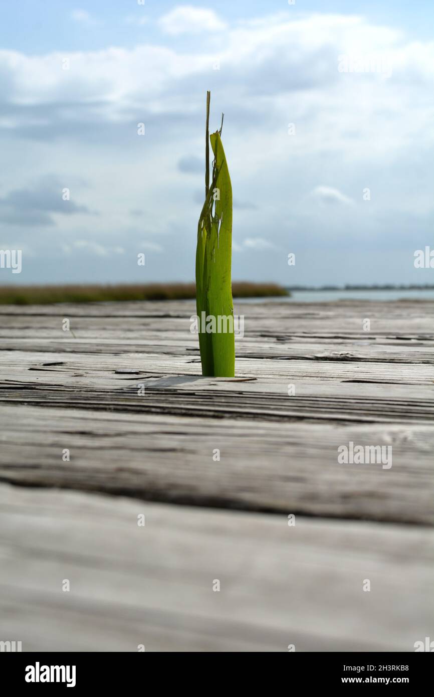Green reed grows through wooden walkway Stock Photo - Alamy