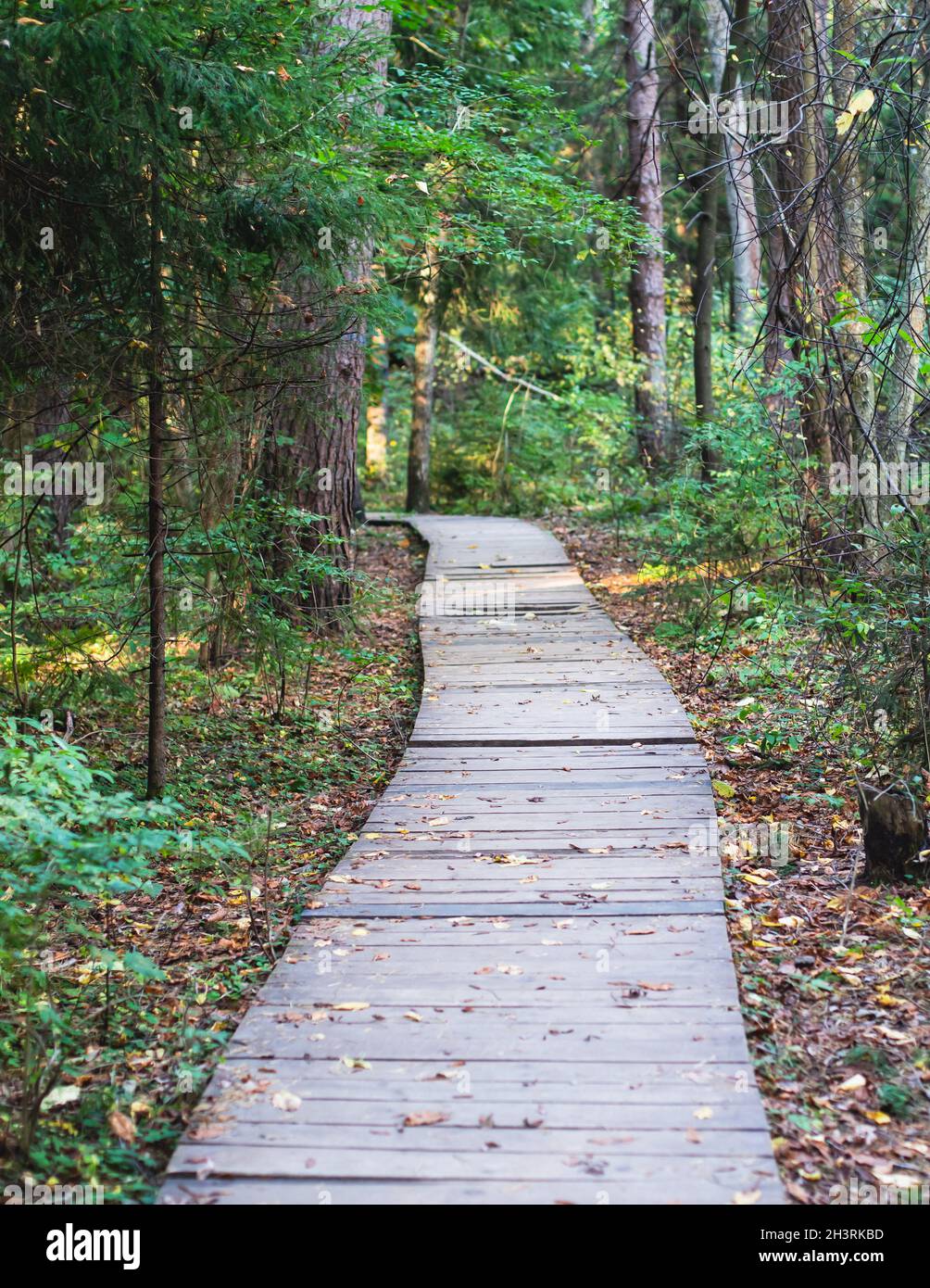 Eco path wooden walkway in Komarovo Shore, Komarovsky Bereg Natural ...