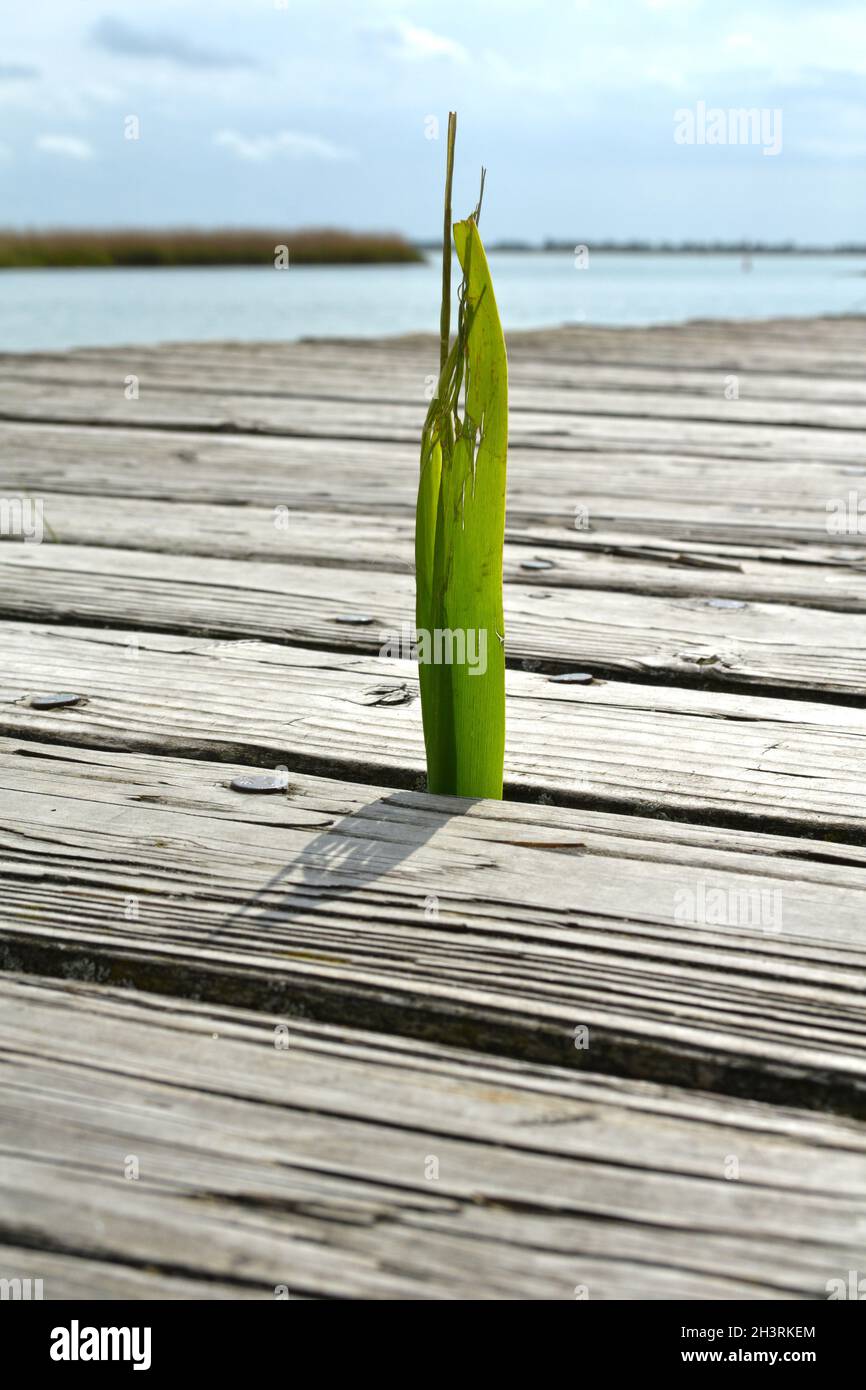 Green reed grows through wooden walkway Stock Photo - Alamy