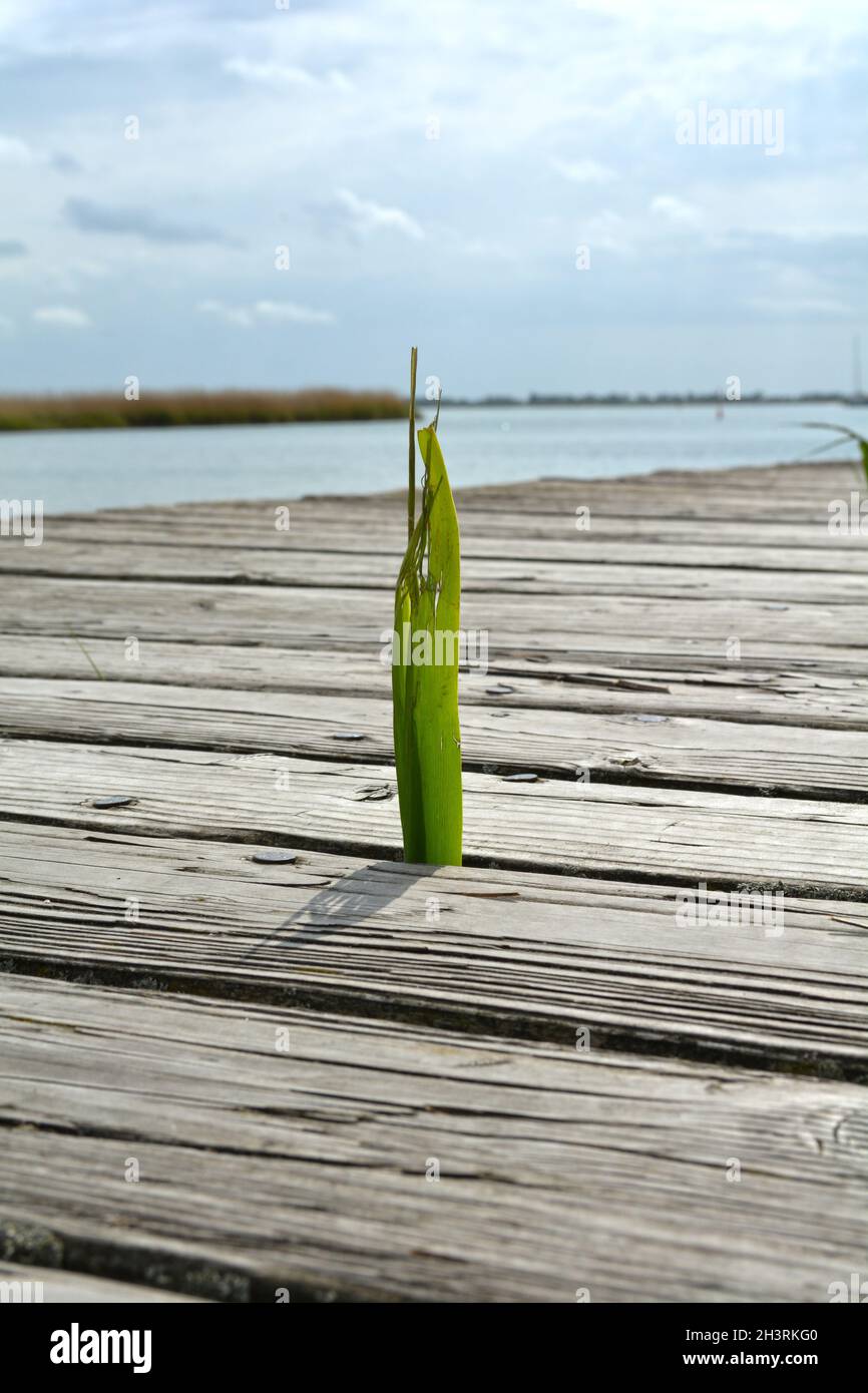 Green reed grows through wooden walkway Stock Photo - Alamy