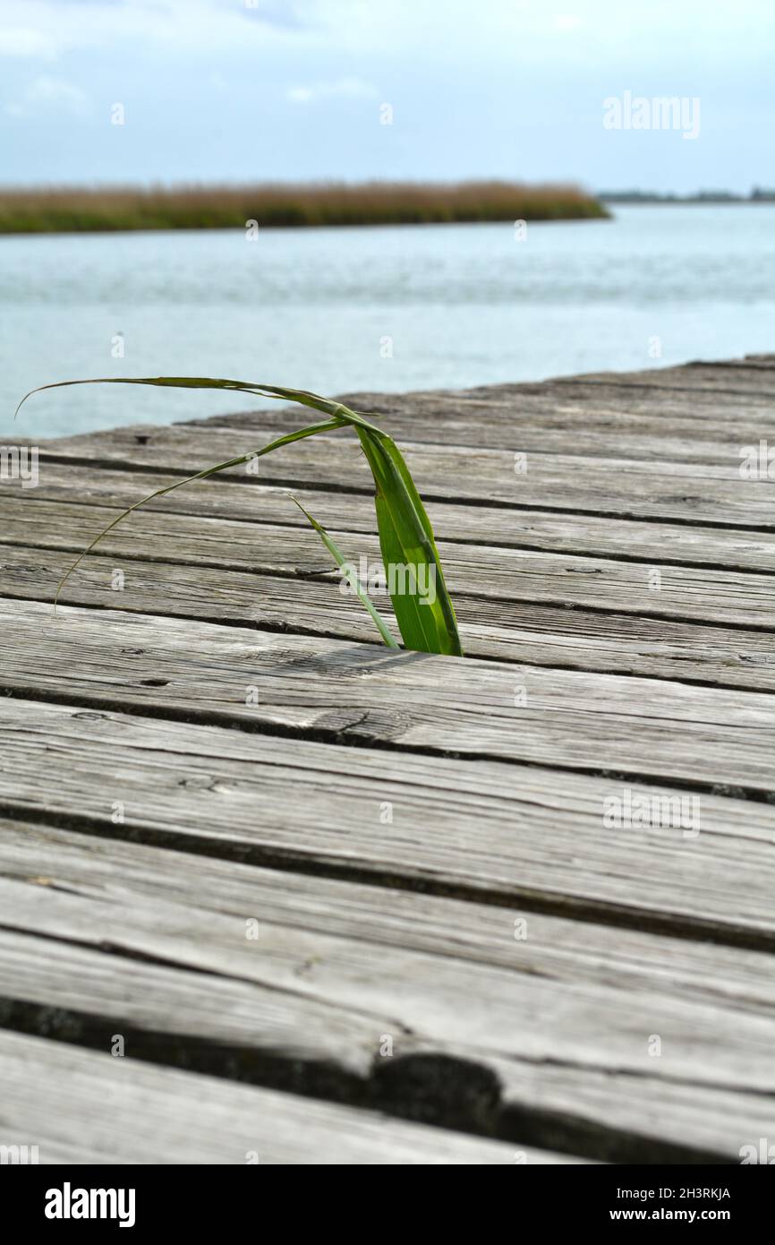 Green reed grows through wooden walkway Stock Photo - Alamy
