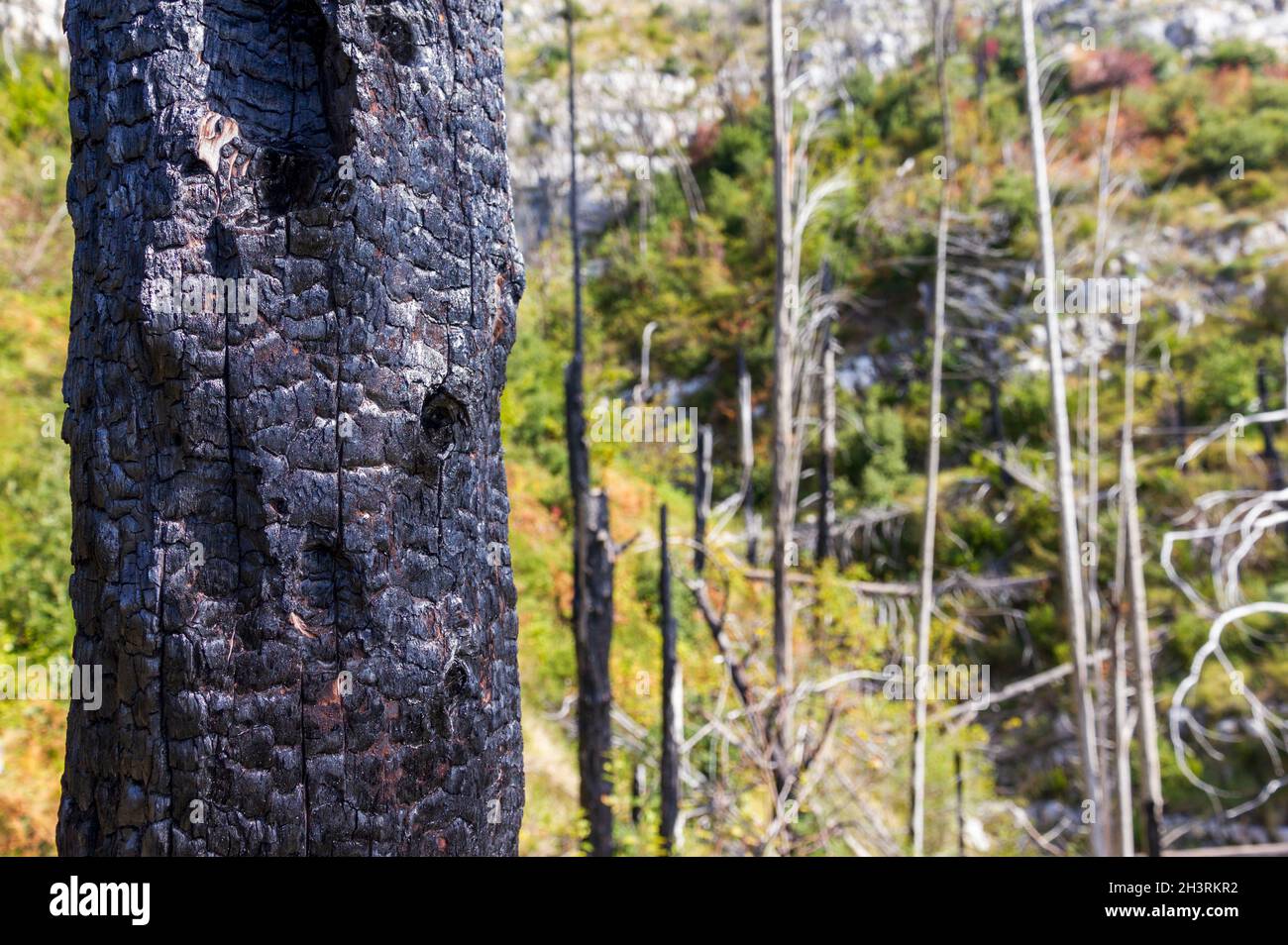 burnt poplar trees Sentiero Degli Dei (path of the gods) Amalfi Coast ...