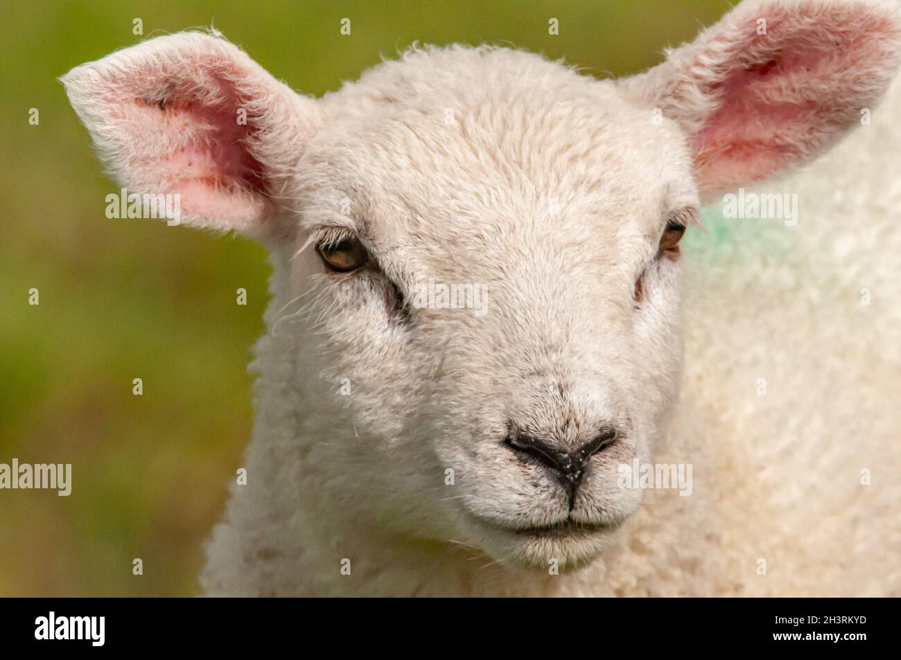 Lamb shape hi-res stock photography and images - Alamy