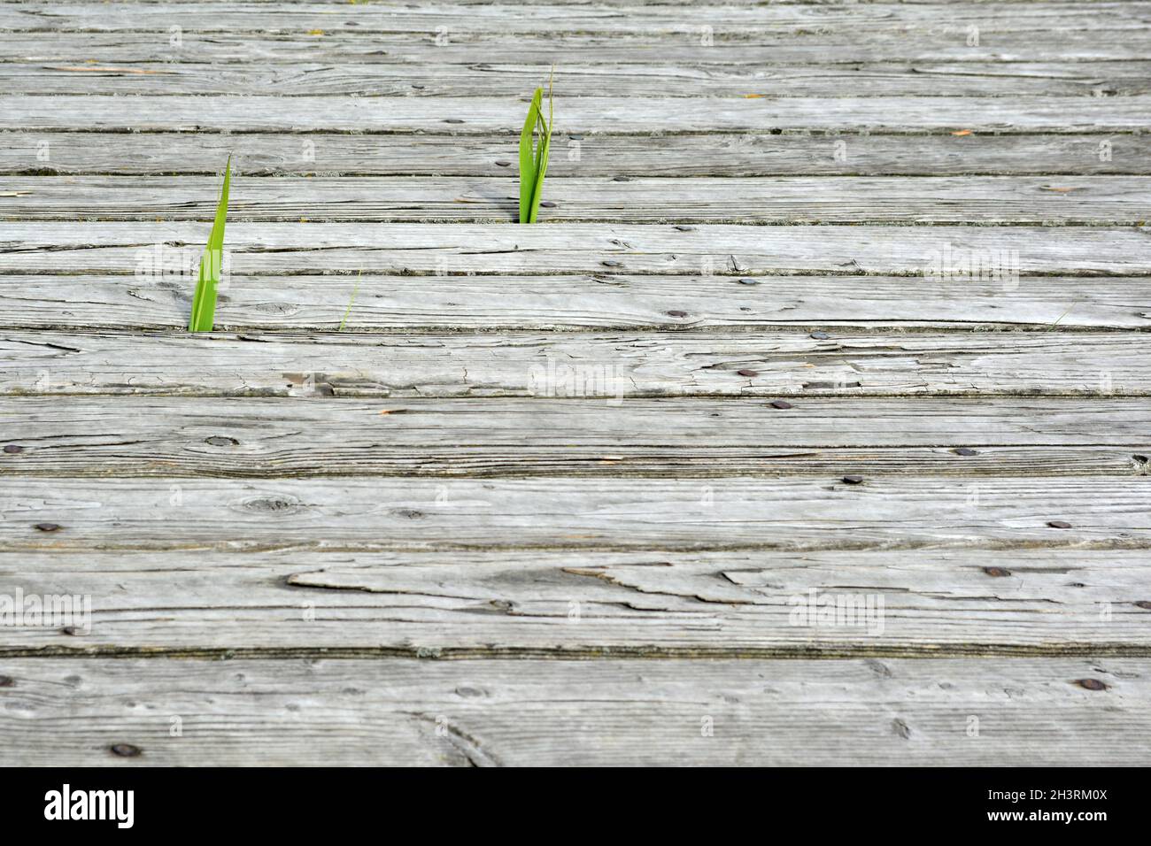 Green reed grows through wooden walkway Stock Photo - Alamy