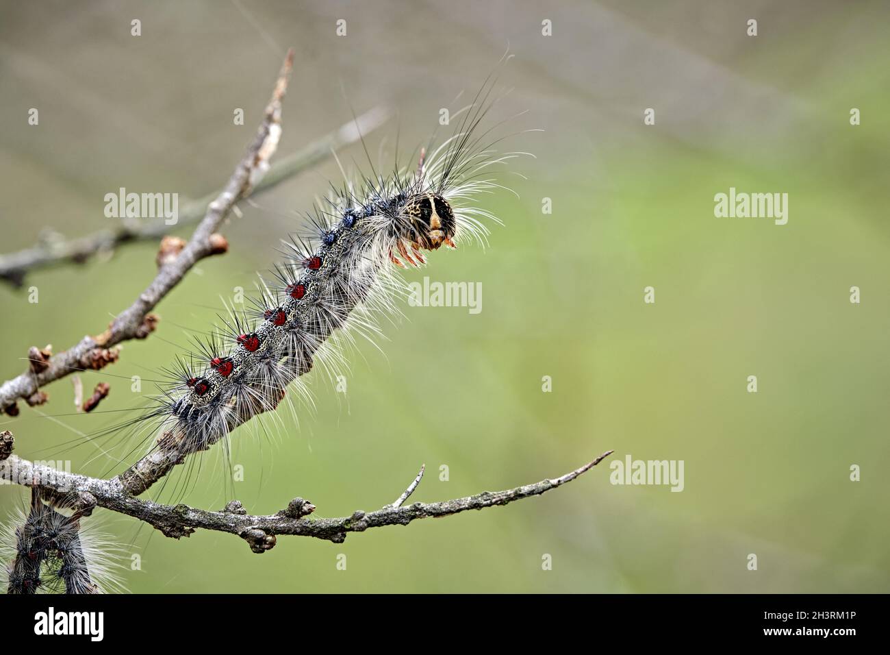 Gypsy moth caterpillar (Lymantria dispar Stock Photo - Alamy