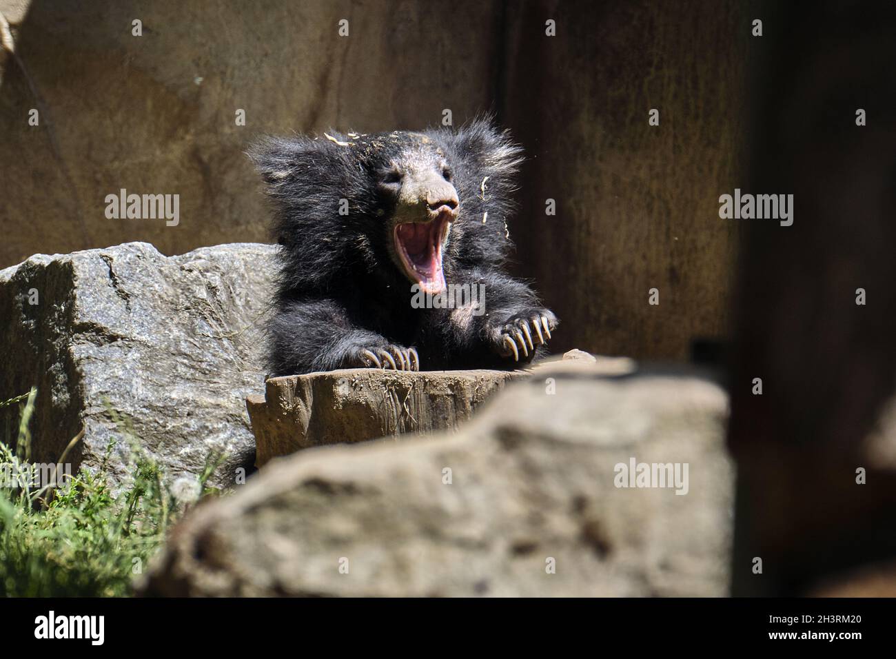Indian bear hi-res stock photography and images - Alamy