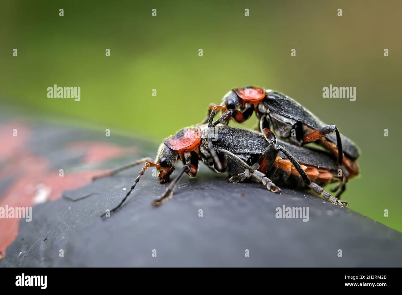 Common soft beetle (Cantharis fusca Stock Photo - Alamy