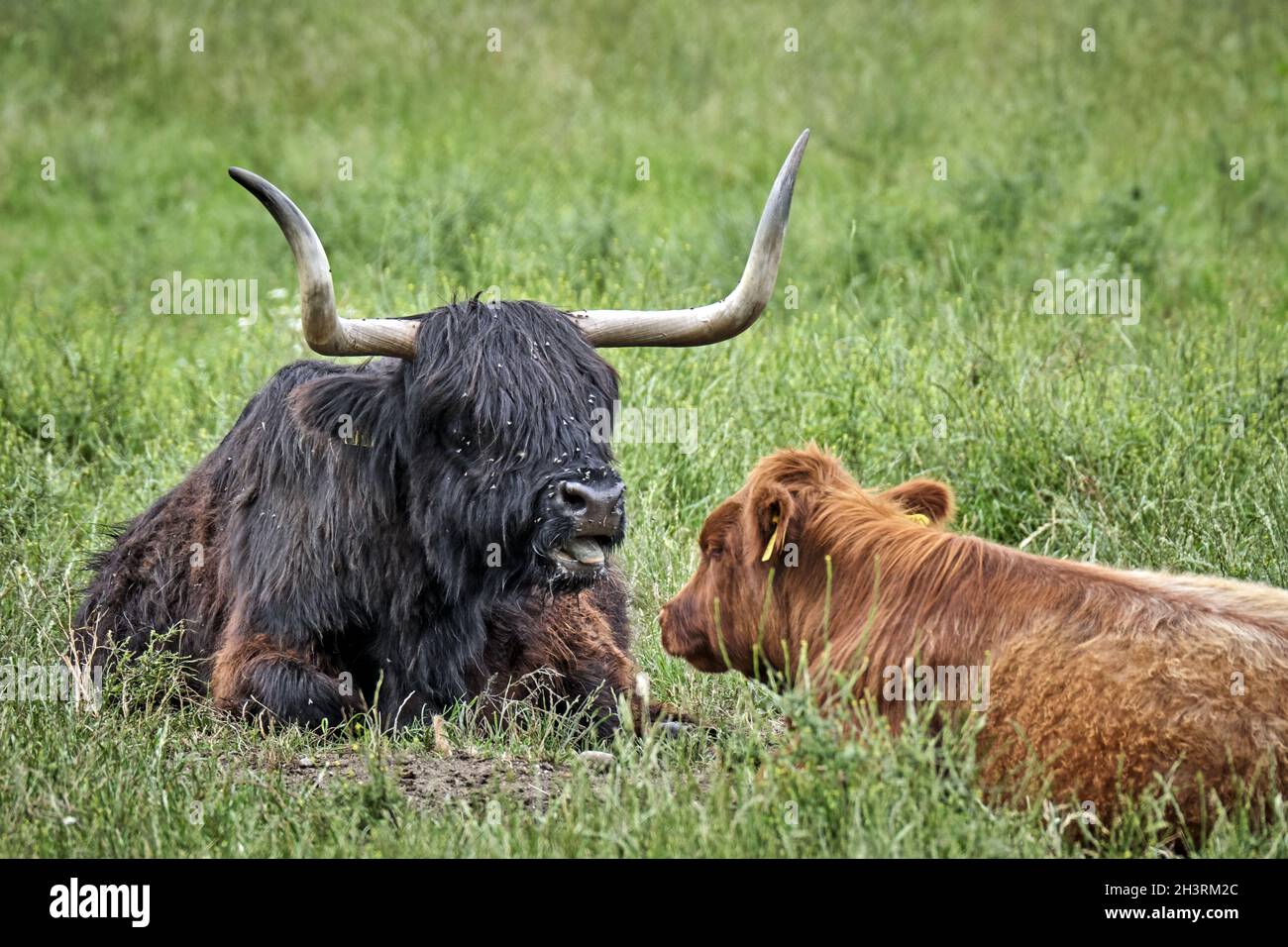 Scottish highland cattle Stock Photo - Alamy