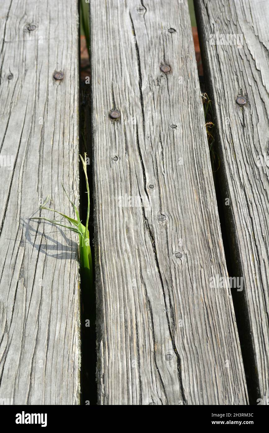 Green reed grows through wooden walkway Stock Photo - Alamy