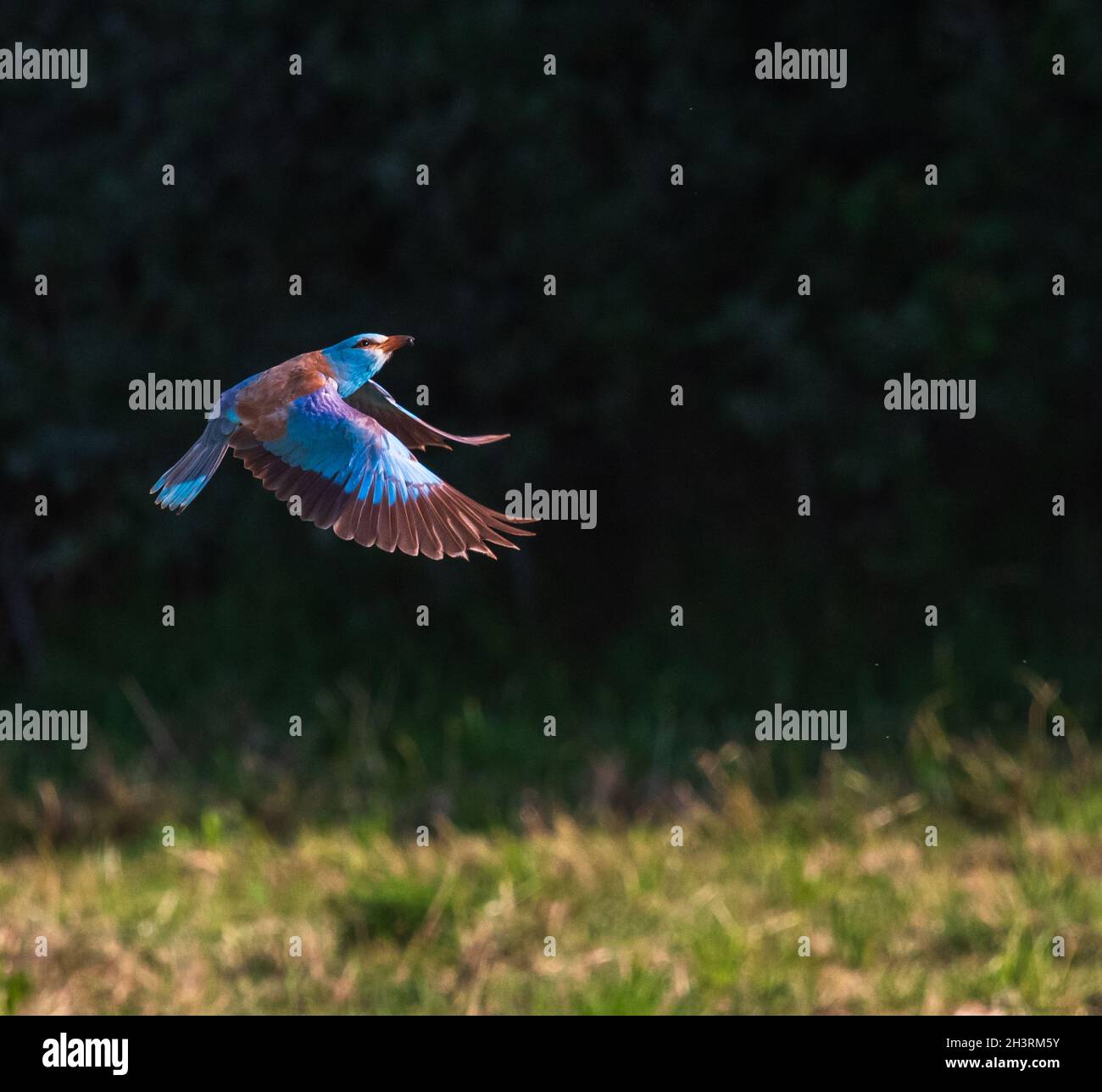 A European roller in flight , Provence, France Stock Photo - Alamy