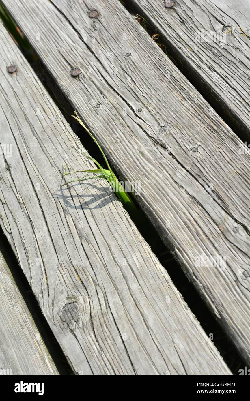 Green reed grows through wooden walkway Stock Photo - Alamy