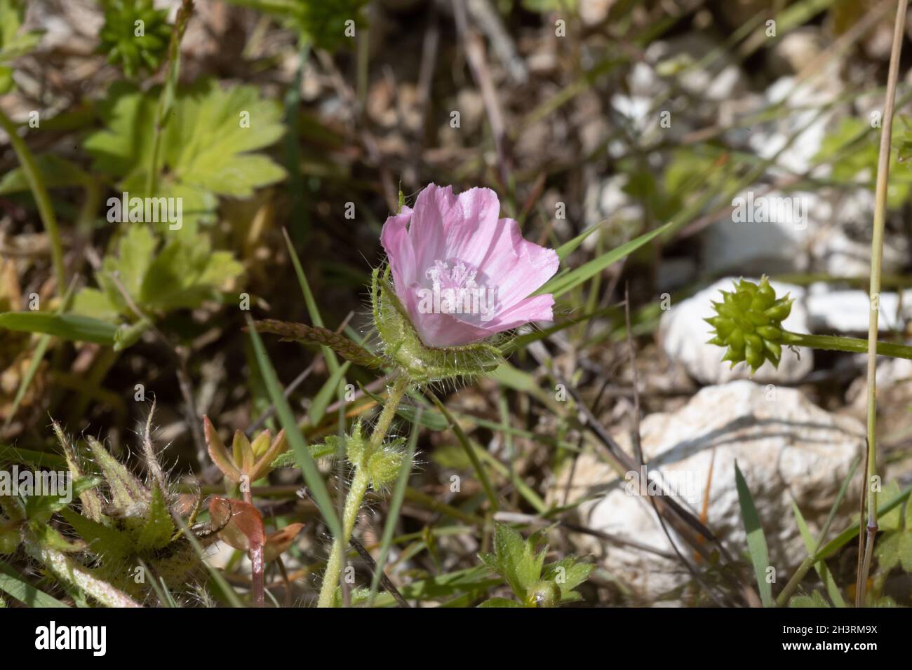 Malva setigera hi-res stock photography and images - Alamy