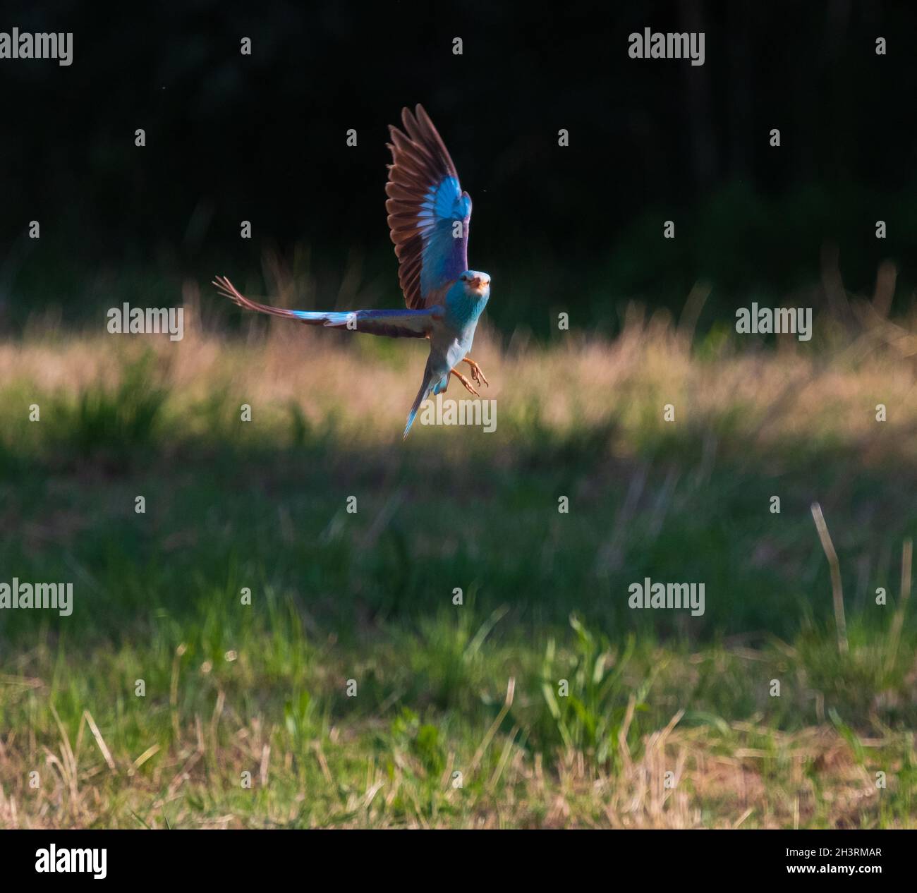 A European roller in flight , Provence, France Stock Photo - Alamy