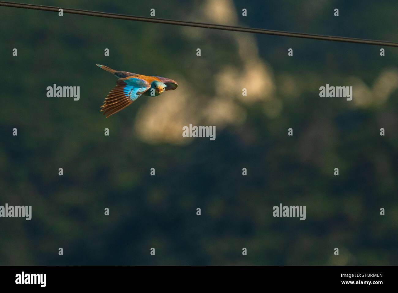 A European roller in flight , Provence, France Stock Photo - Alamy