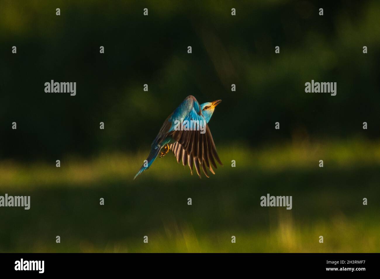 A European roller in flight , Provence, France Stock Photo - Alamy