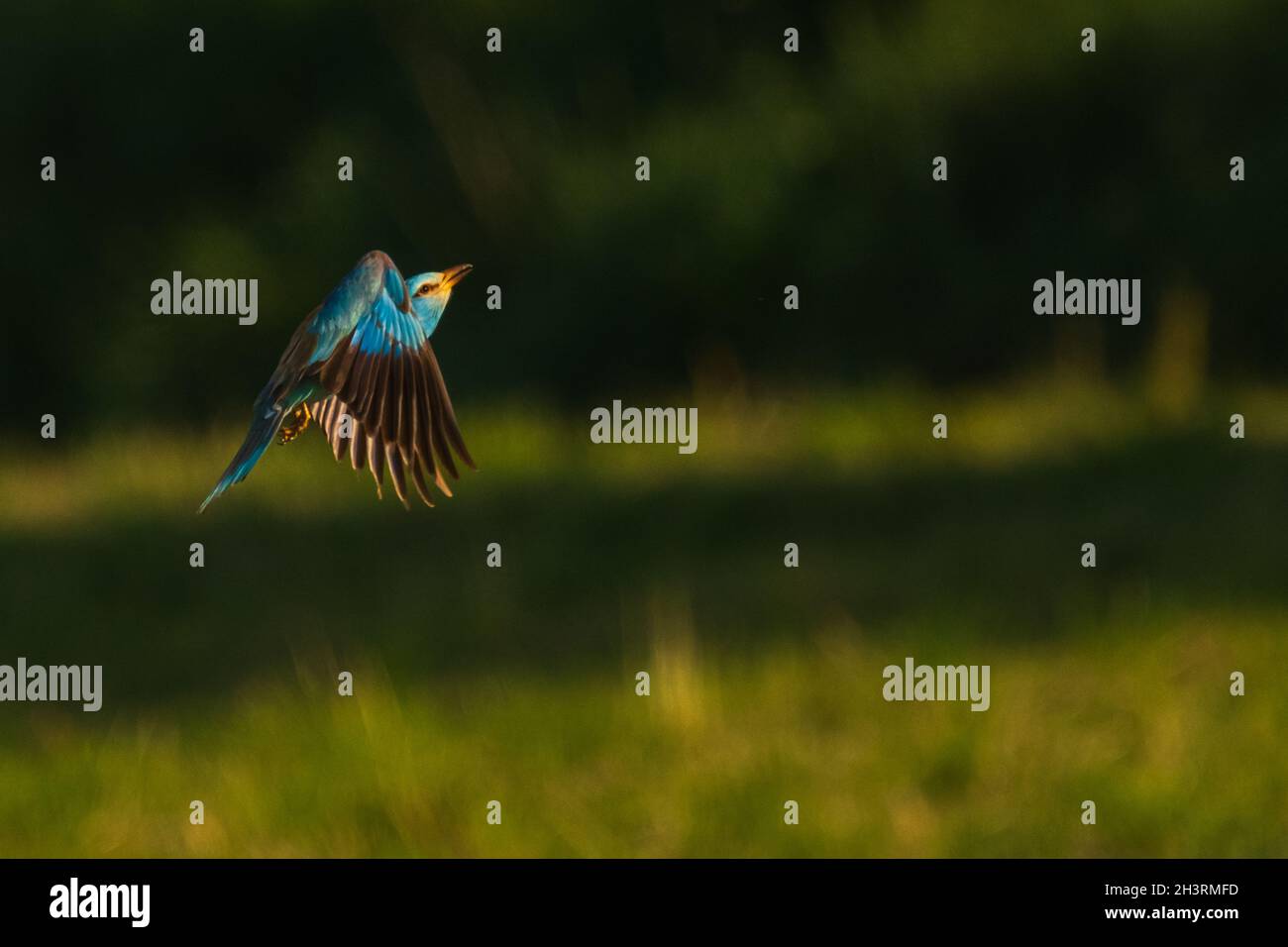 A European roller in flight , Provence, France Stock Photo - Alamy