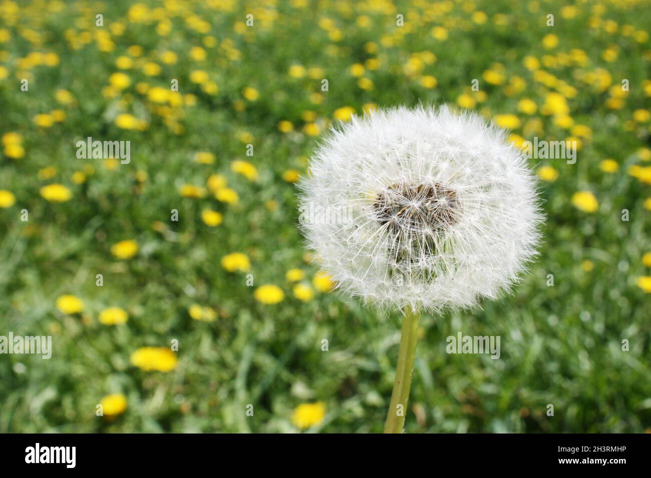 Flying seeds hi-res stock photography and images - Alamy