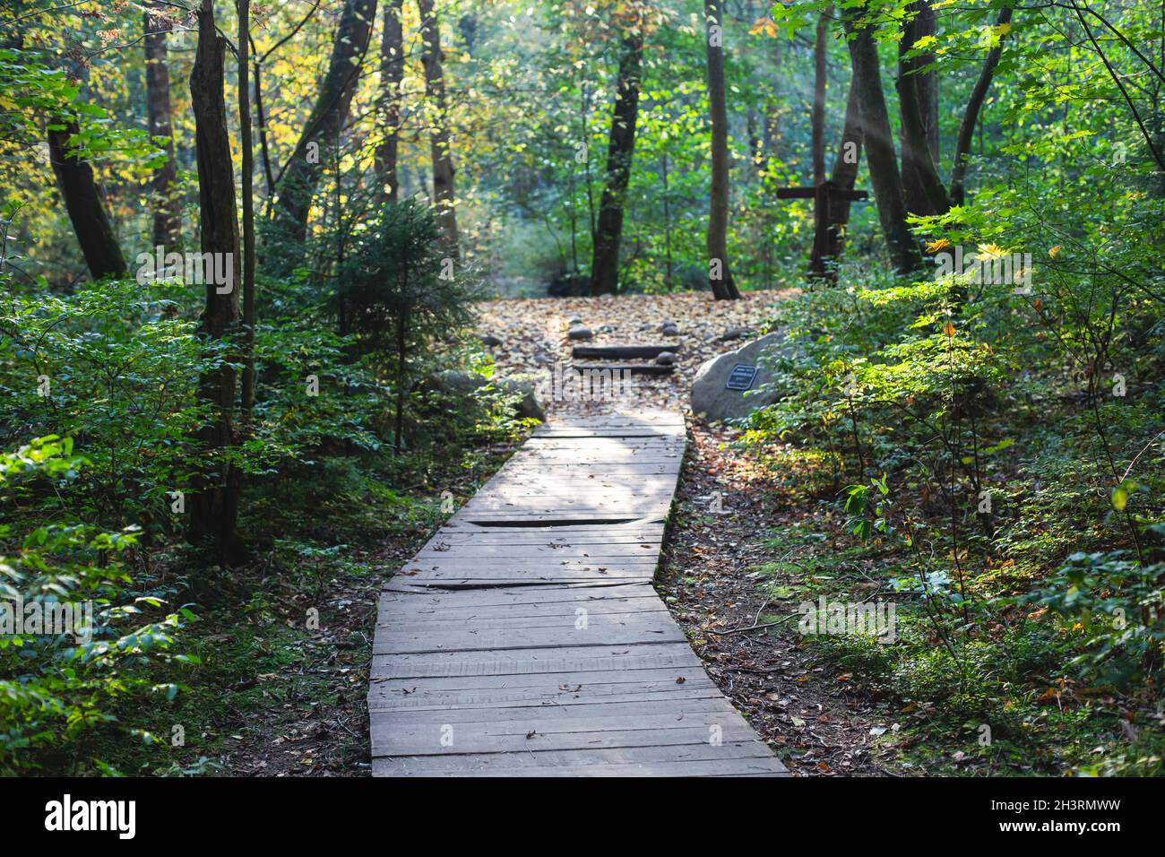 Eco path wooden walkway in Komarovo Shore, Komarovsky Bereg Natural ...