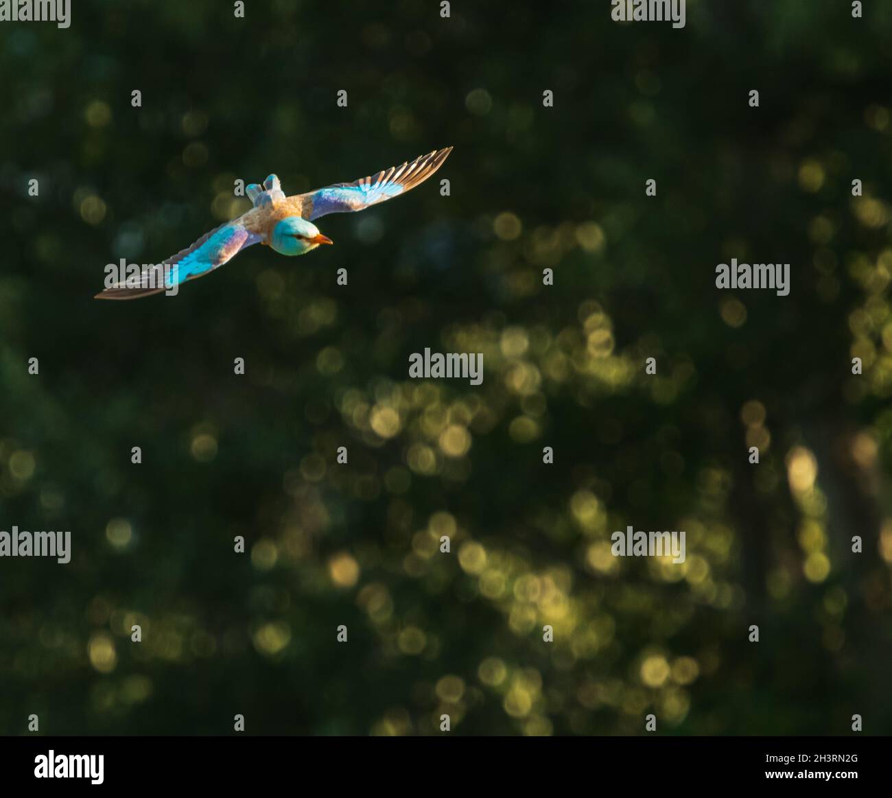 A European roller in flight , Provence, France Stock Photo - Alamy