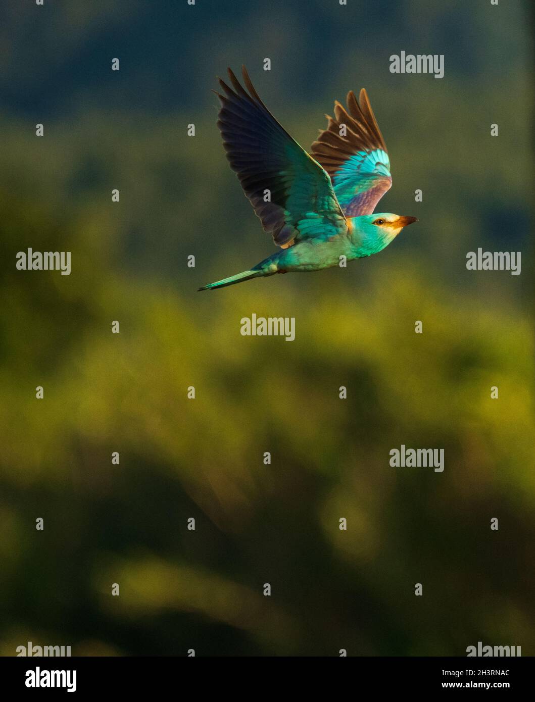 A European roller in flight , Provence, France Stock Photo - Alamy