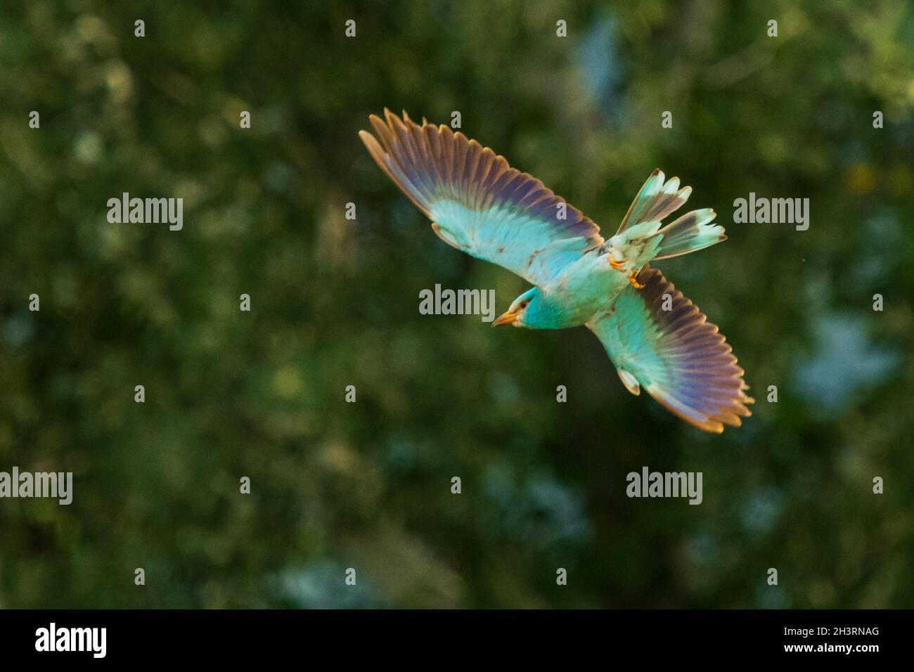 A European roller in flight , Provence, France Stock Photo - Alamy