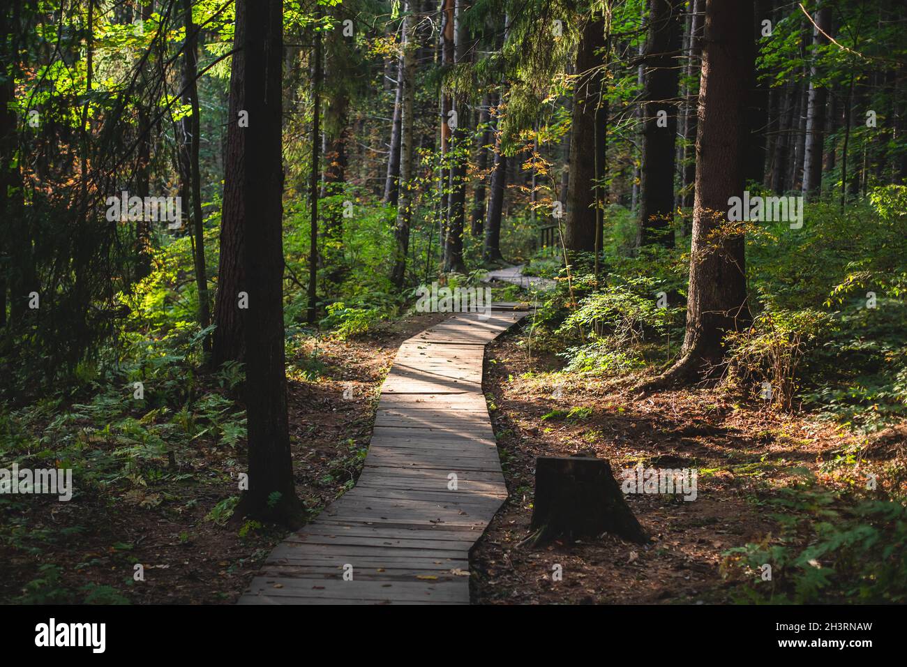 Eco path wooden walkway in Komarovo Shore, Komarovsky Bereg Natural ...