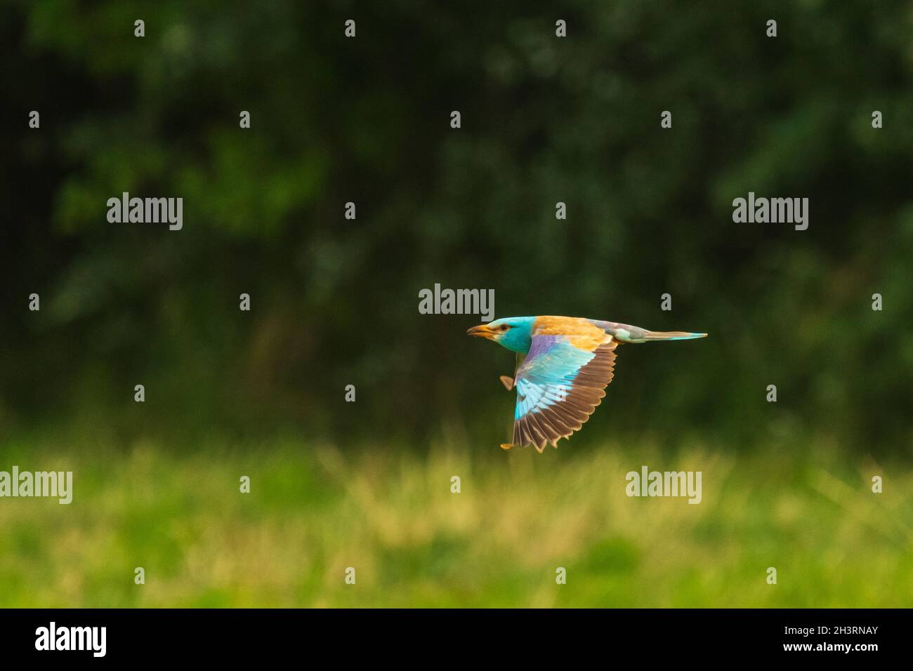 A European roller in flight , Provence, France Stock Photo - Alamy
