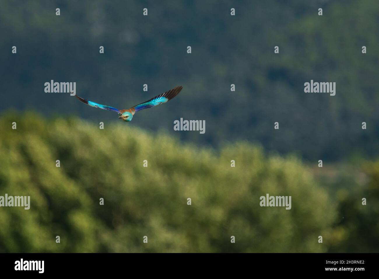 A European roller in flight , Provence, France Stock Photo - Alamy