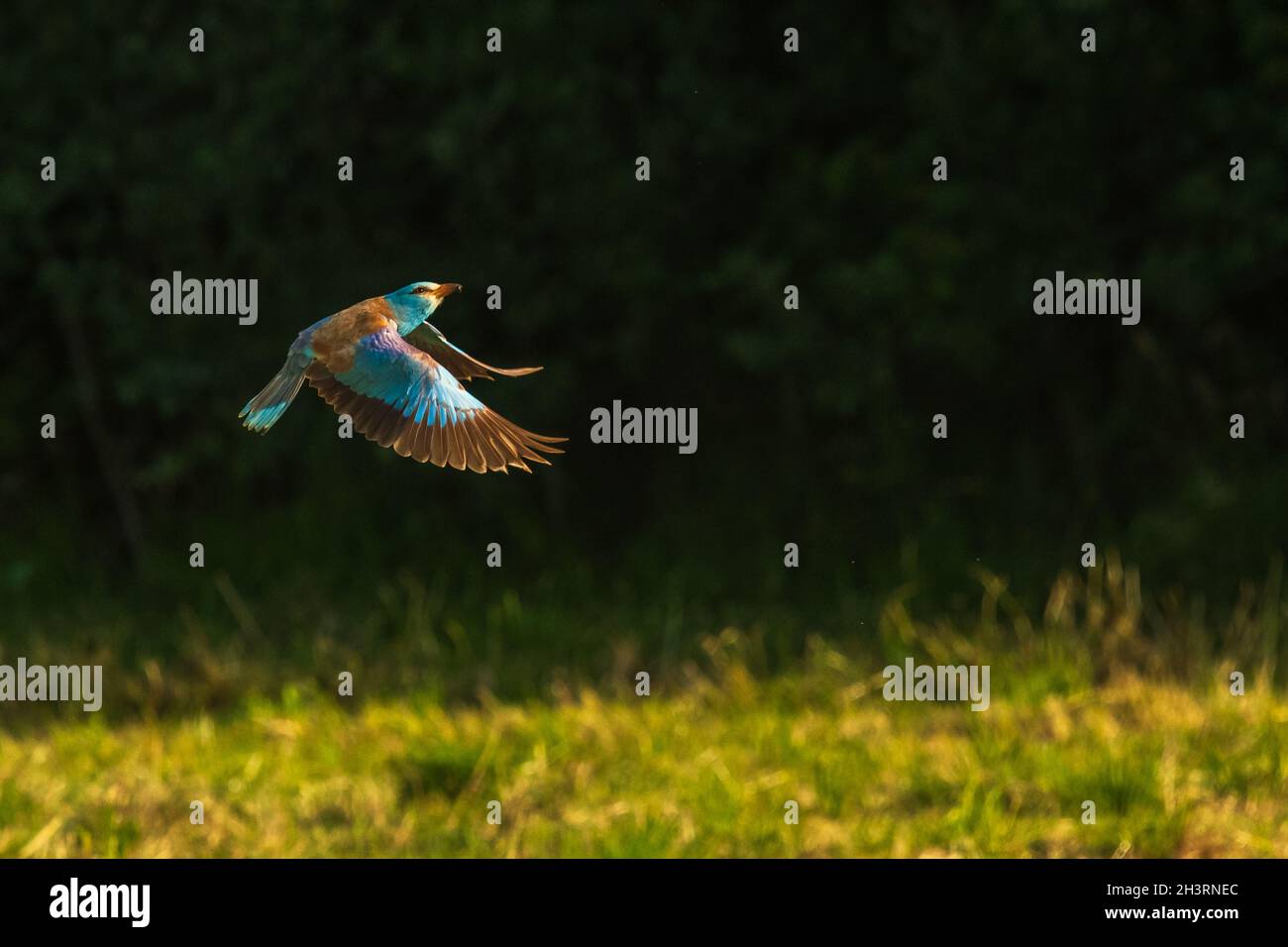 A European roller in flight , Provence, France Stock Photo - Alamy