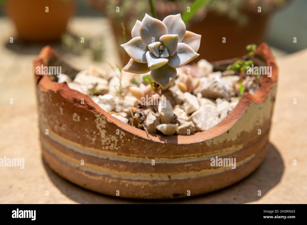Cactus with soil hi-res stock photography and images - Alamy