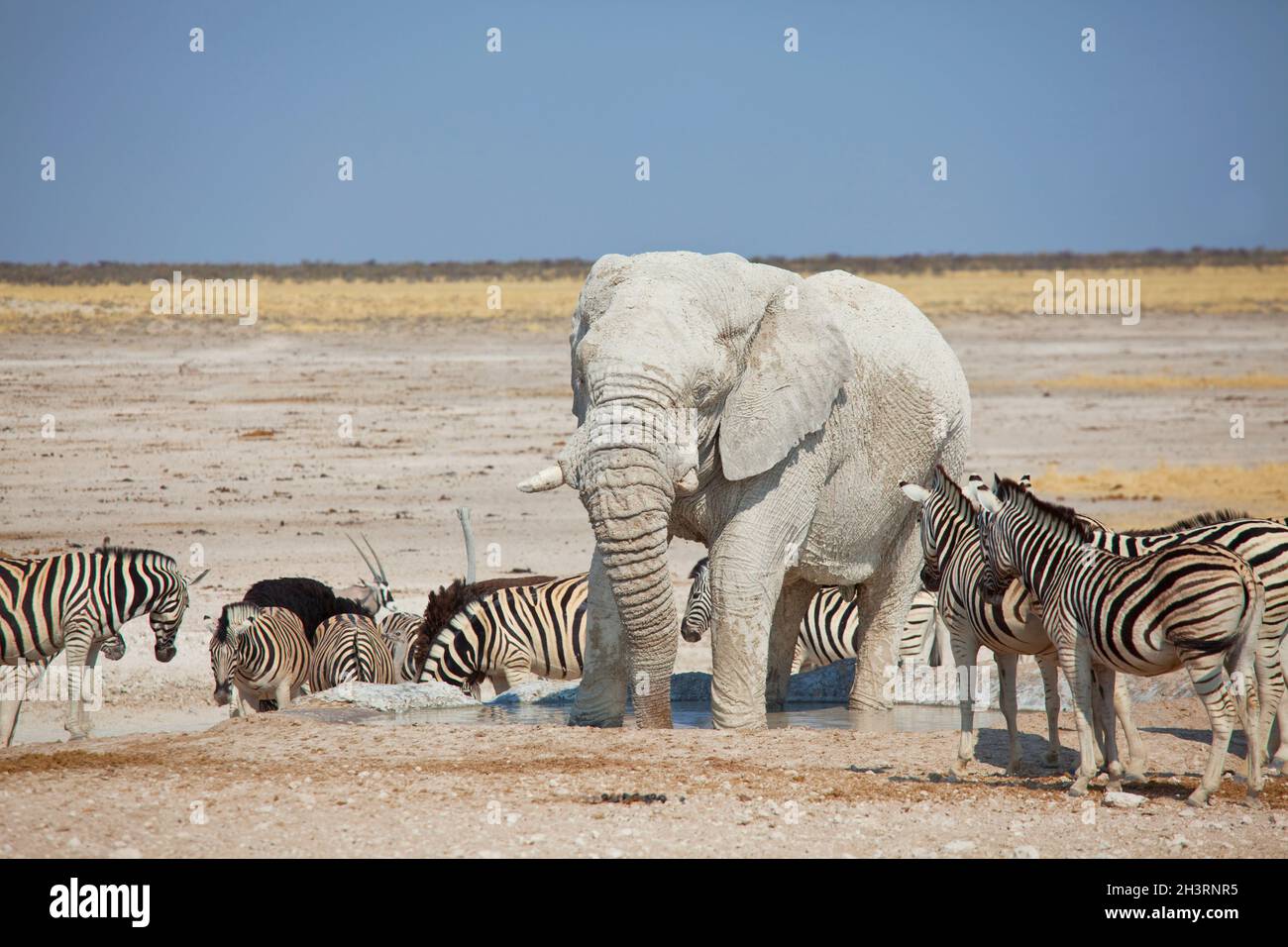 African animals on safari hi-res stock photography and images - Alamy