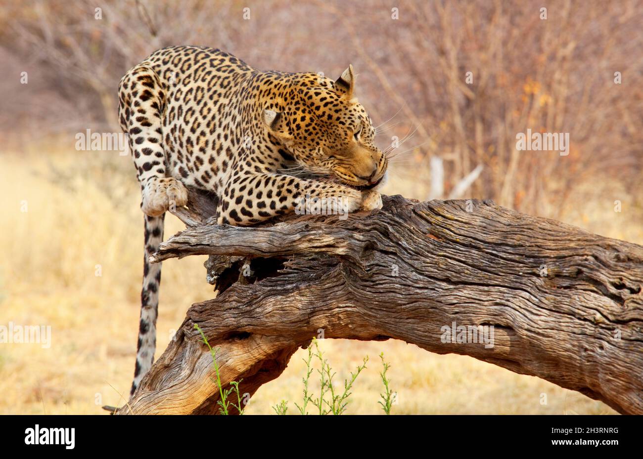 Lion and leopard hunt hi-res stock photography and images - Alamy