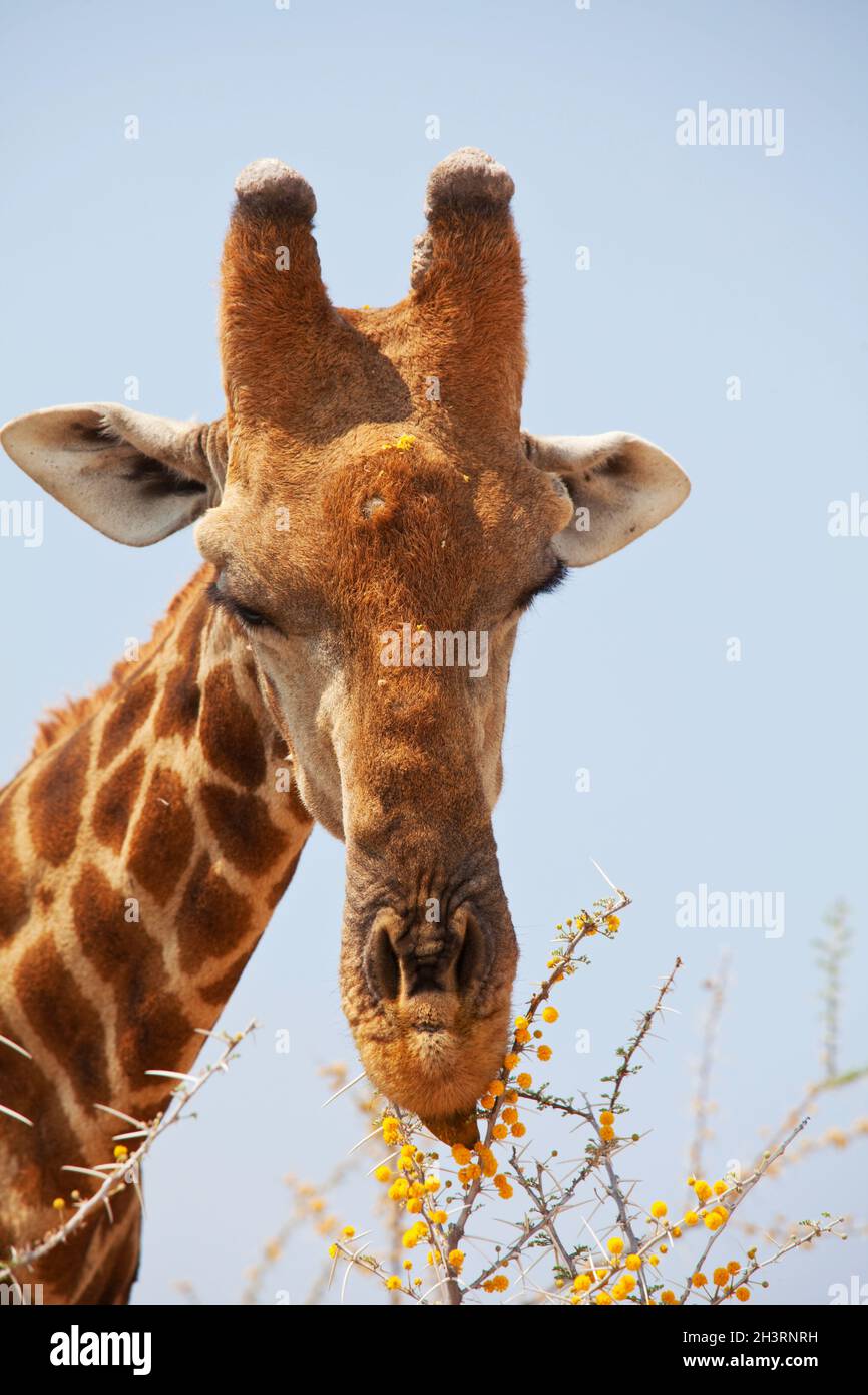 Giraffe with man hi-res stock photography and images - Alamy