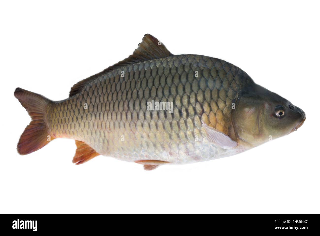 European carp isolated on white Stock Photo - Alamy